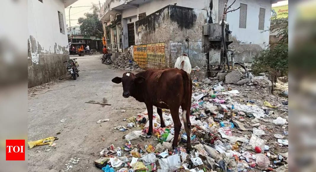 Stray Cattle Crisis in Jaipur: Residents Demand Effective Solutions ...