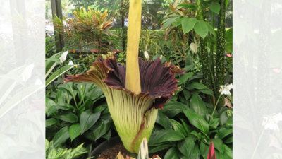 Corpse Flower: Travellers flock to Australia to witness corpse flower ...