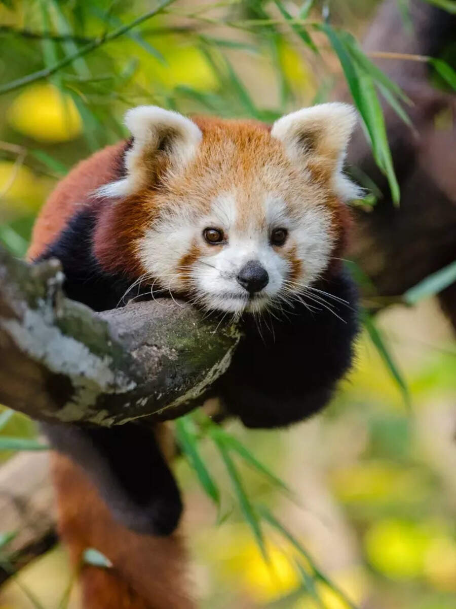 Red Panda to One-Horned Rhino: Every State Animal of the Northeast ...