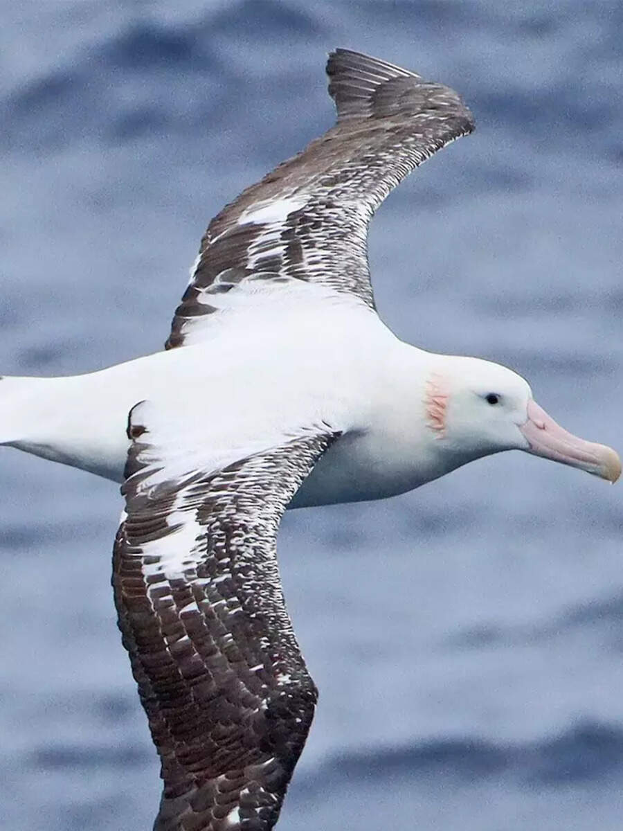 10 birds that sleep while flying | Times of India