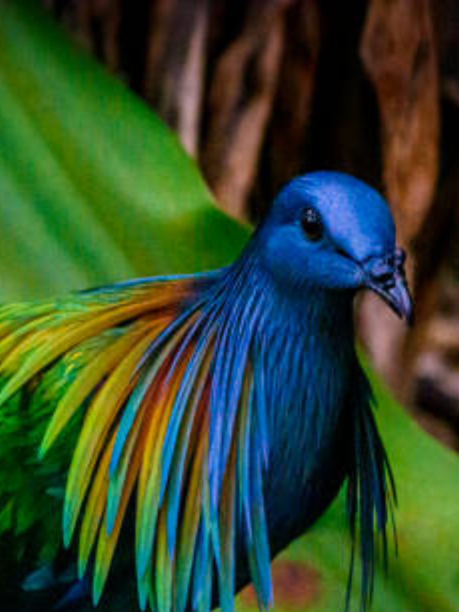 5 Birds Species Found Only in India | Times Now