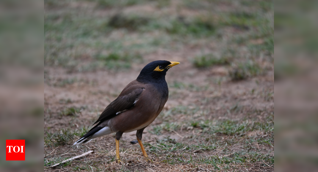 Watch: Angry looking Mynaa makes a cameo on traffic camera - Times of India