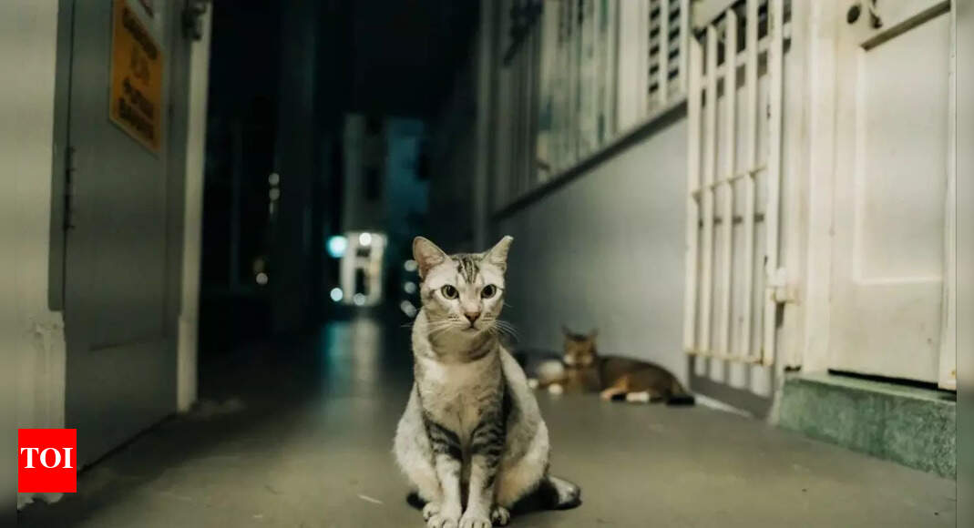 Cat ban reversal in Singapore sparks debate and unresolved issues for ...