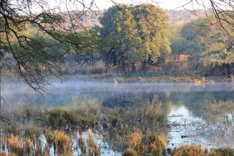 Wild Madhya Pradesh: Home to the largest number of national parks in ...