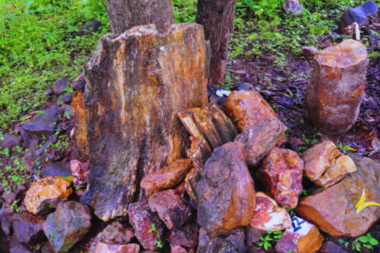 Wild Madhya Pradesh: Home to the largest number of national parks in ...