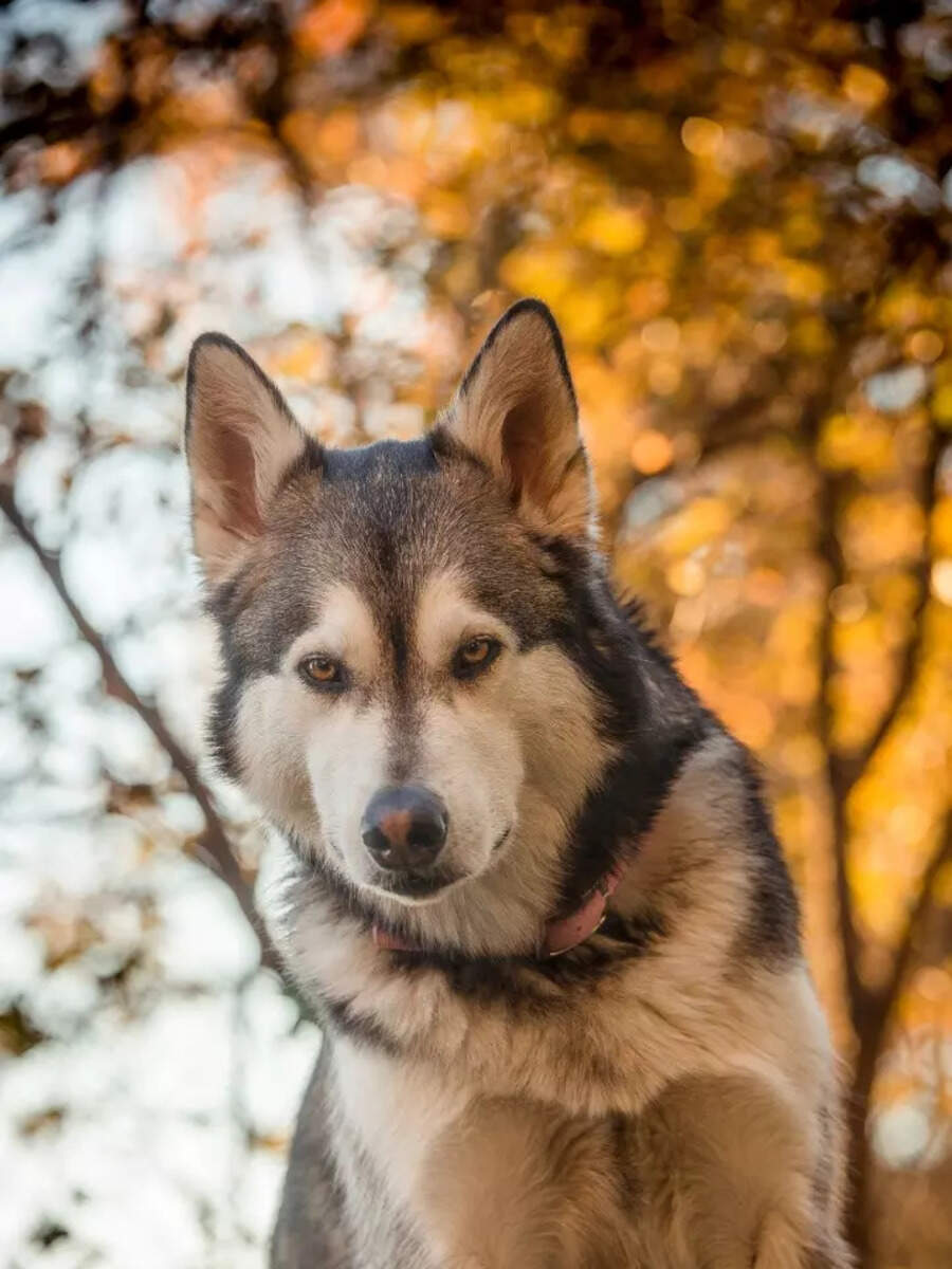 5 Dog Breeds That Have Distinct Hallmarks of Their Wolf Ancestry ...
