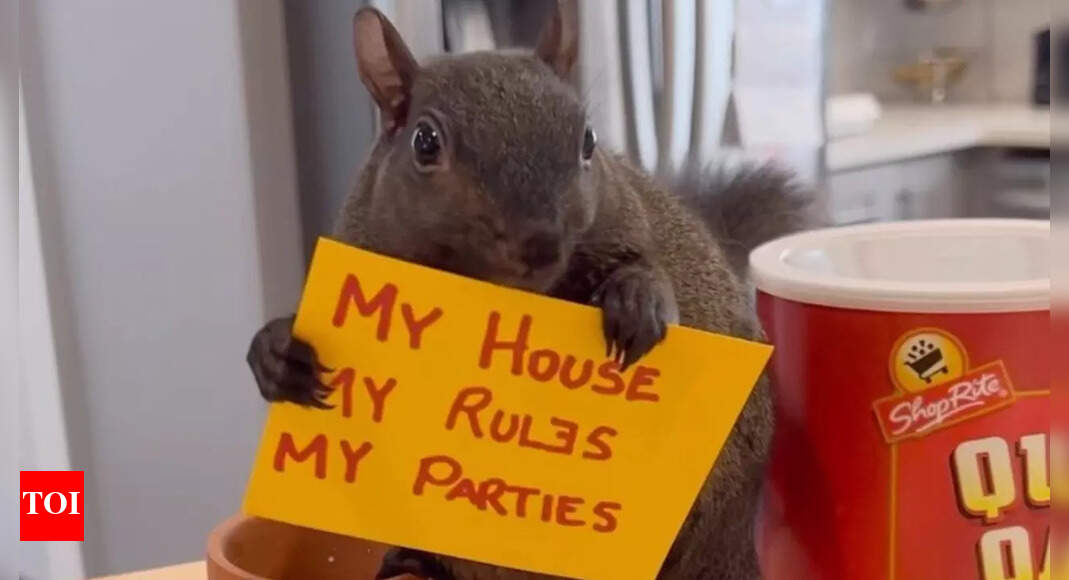 Outcry grows as negative rabies test leaves fans nuts over squirrel ...