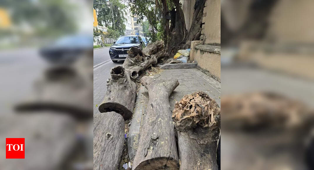 Bengaluru Residents Demand Action Over Uncleared Tree Debris Hazards ...