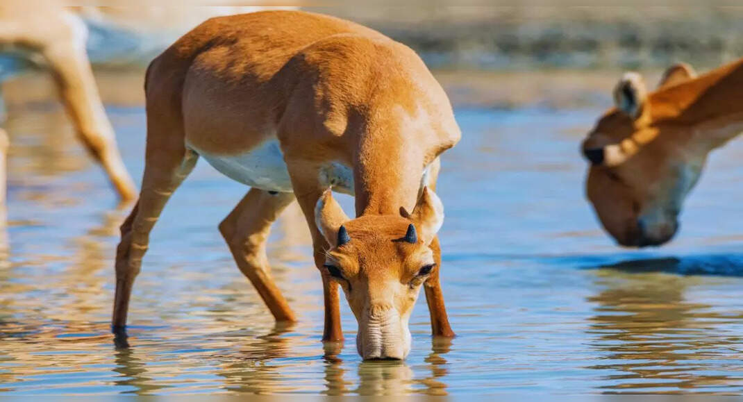 World’s 5 best places for endangered and exotic wildlife sightings ...
