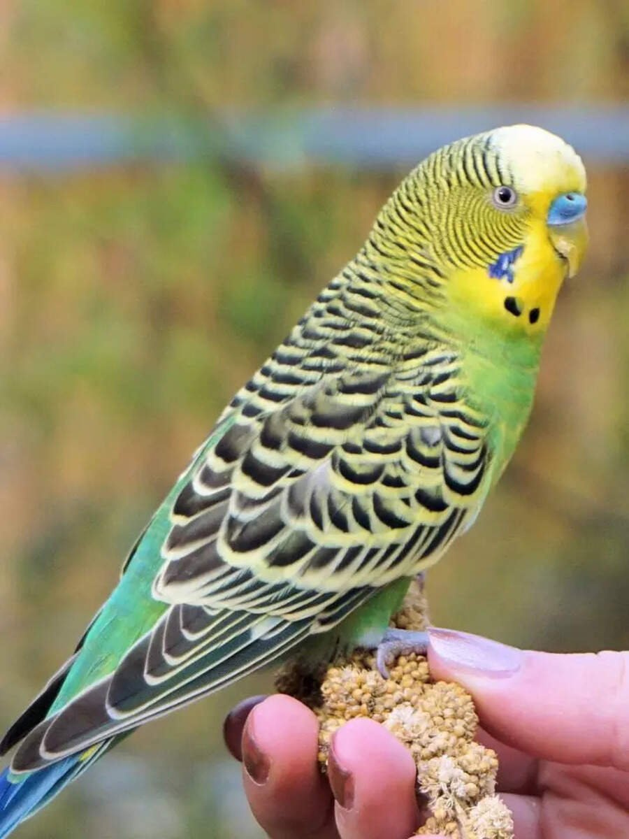 7 adorable small animals to keep as pets | Times of India