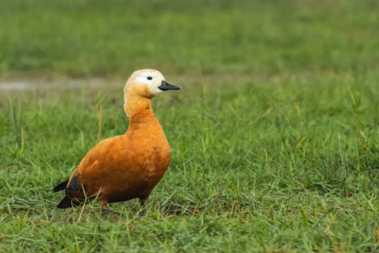 What’s inside the world’s ONLY floating national park? | Times of India ...