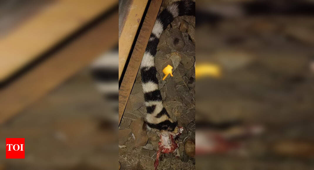 Tigress Struck by Train: Critical Injuries and Long Rescue Operation ...