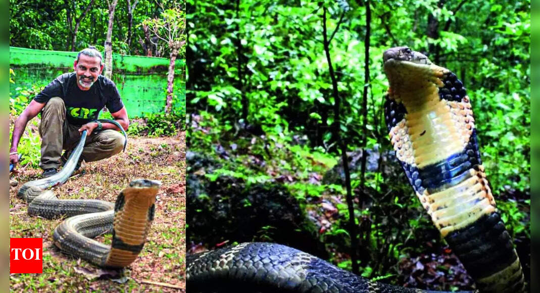 King Cobra’s 185-year monopoly comes to end as four of its kind found ...