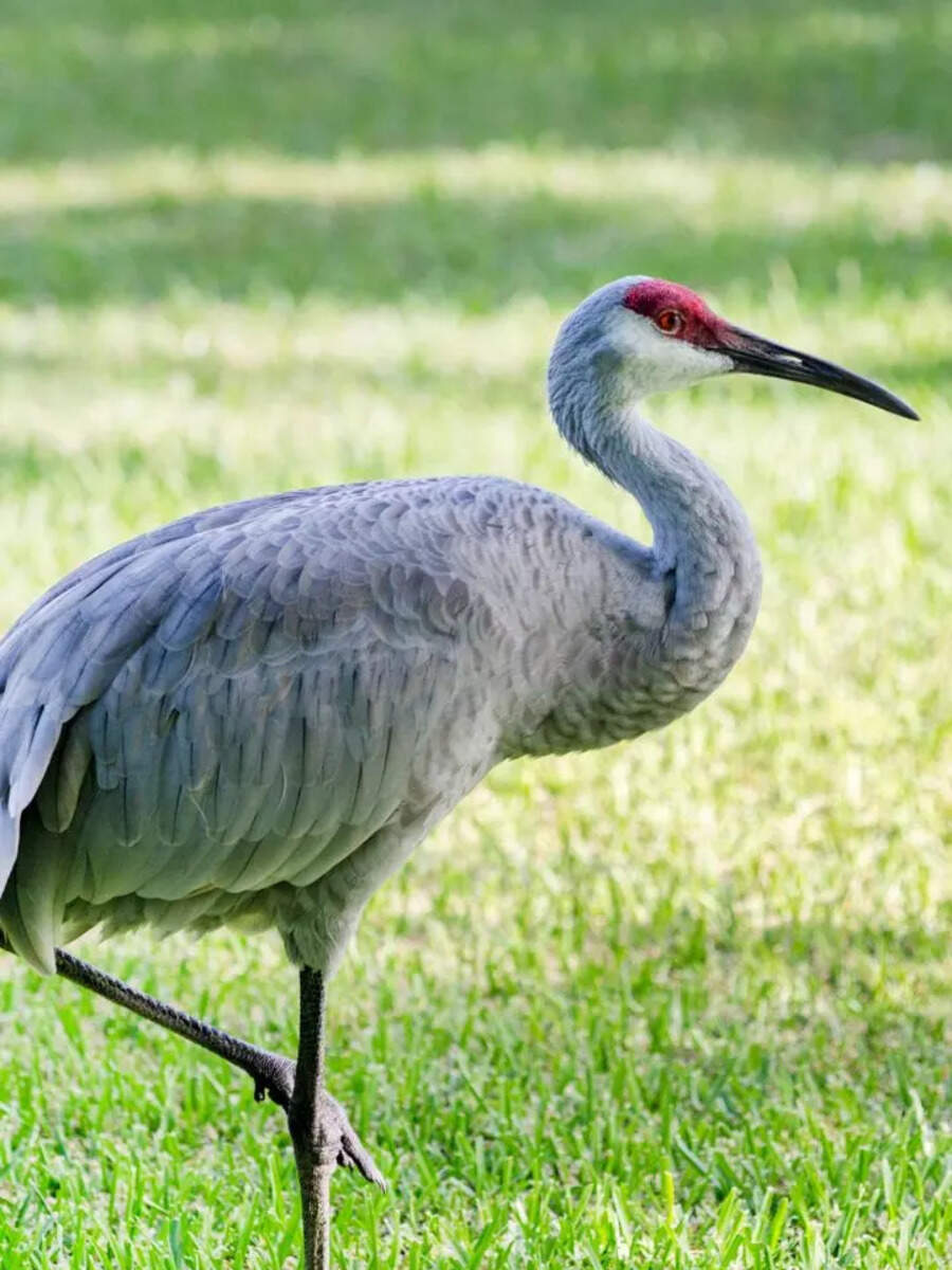 10 countries and their national birds | Times of India