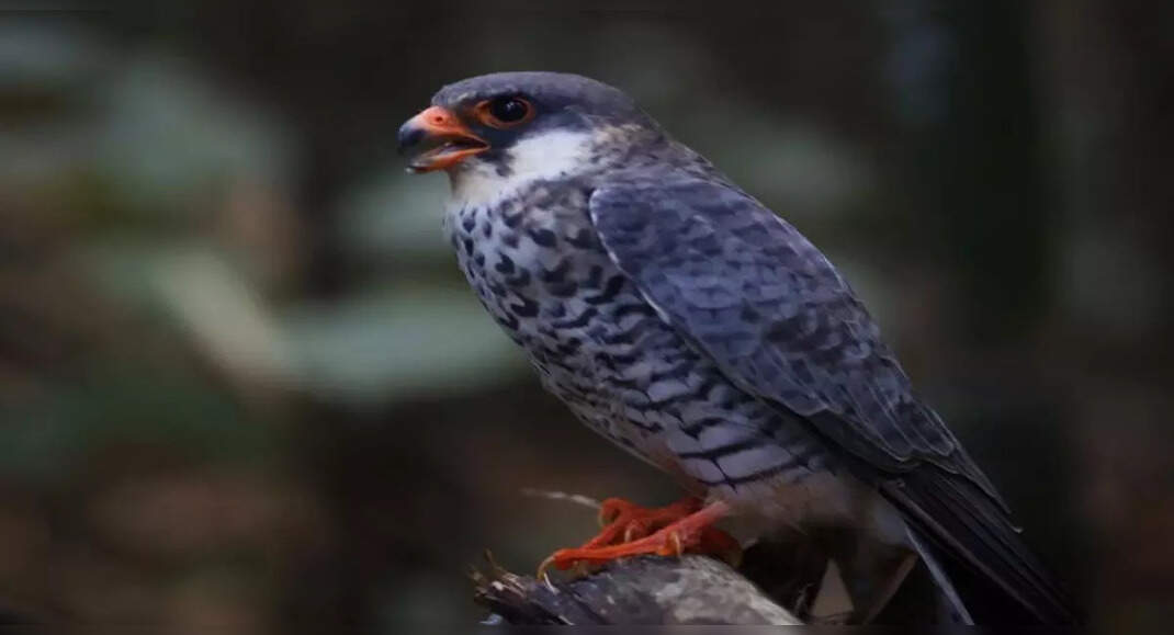 Amur Falcons Migration: Wildlife conservation in India: The incredible ...