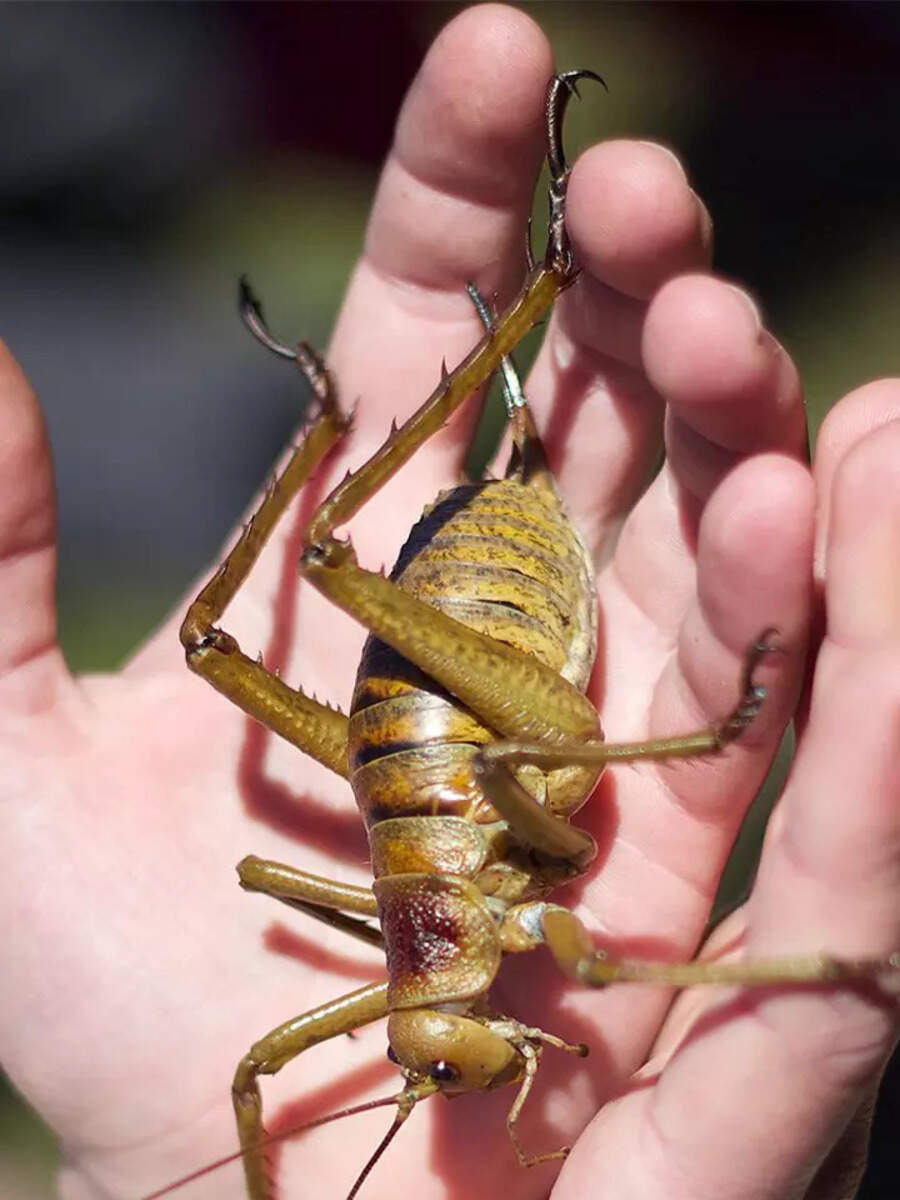 Hidden wonders of giant wētā | Times of India