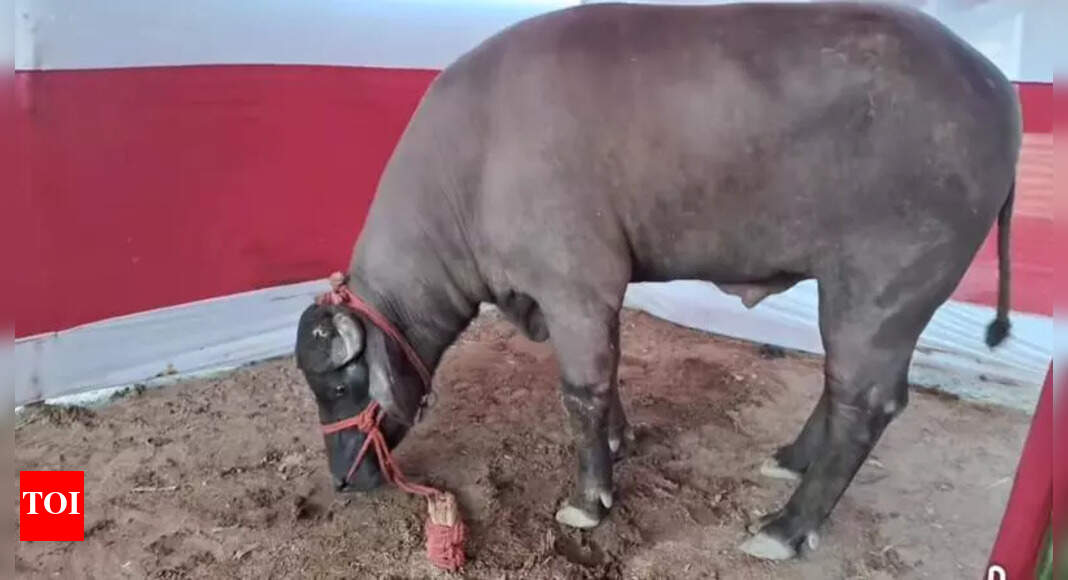 Buffalo Beer Crisis at Bihar's Sonepur Fair | Patna News - Times of India
