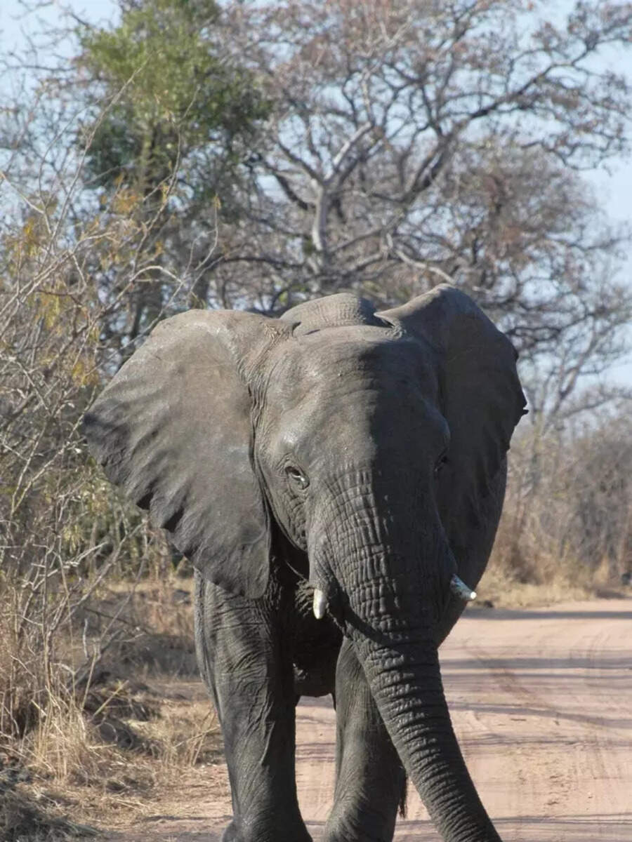 5 Animals You Think You Can Outrun But Would Not Want To Be Chased By ...