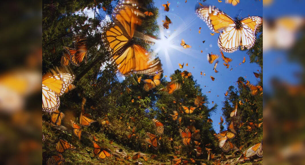 The Great Monarch Butterfly’s Migration: The longest migrations of any ...