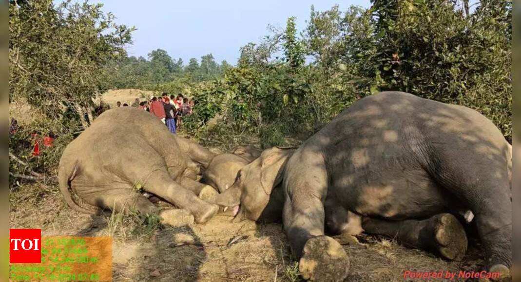 Tragic Incident: 2 Elephants and a Calf Electrocuted by Poachers in ...