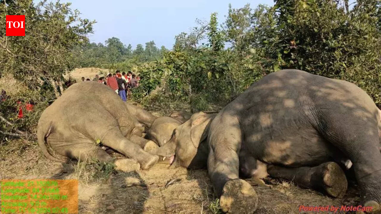 Tragic Incident: Elephants and Calf Electrocution by Poachers in ...