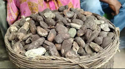 Tragic Death Toll Rises to Three in Mango Kernel Poisoning Incident ...