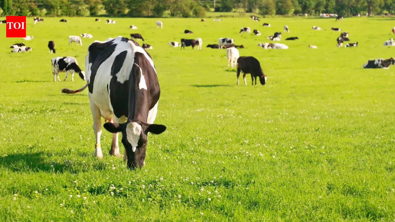 How do cows recognize grass if they can't see green - The Times of India