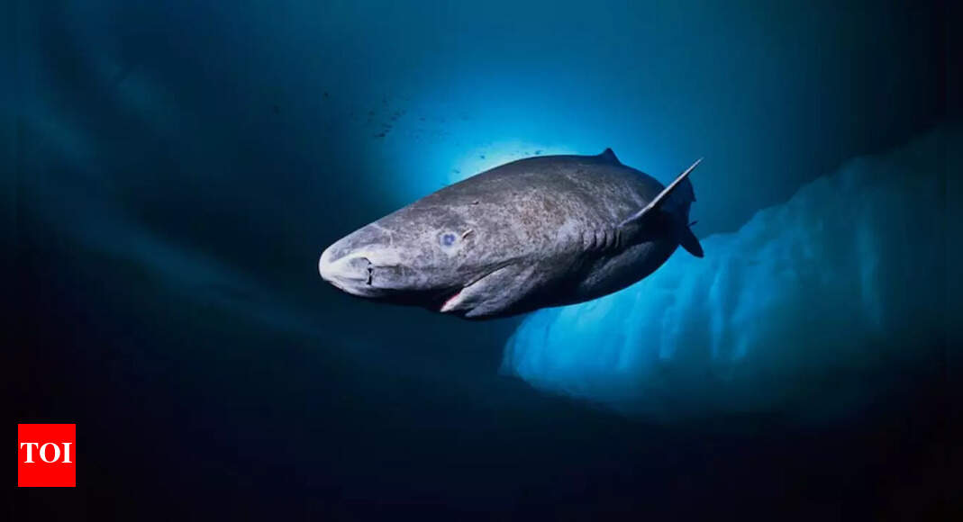 A Greenland shark alive today could be over 400 years old – swimming ...