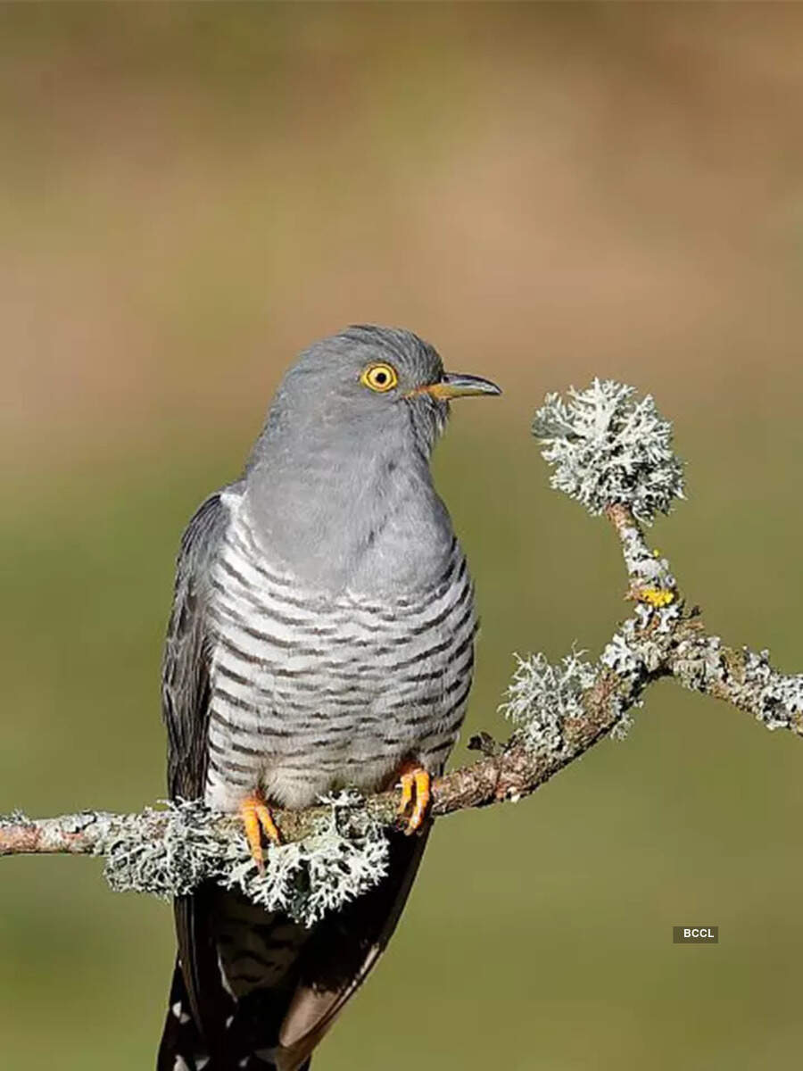 10 animals that use vocal mimicry to survive | Times of India