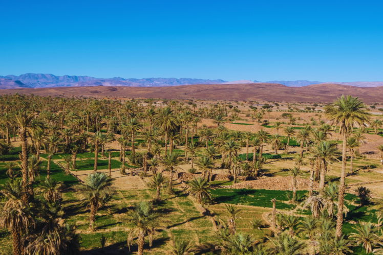 5 most photogenic oases from across the world | Times of India Travel