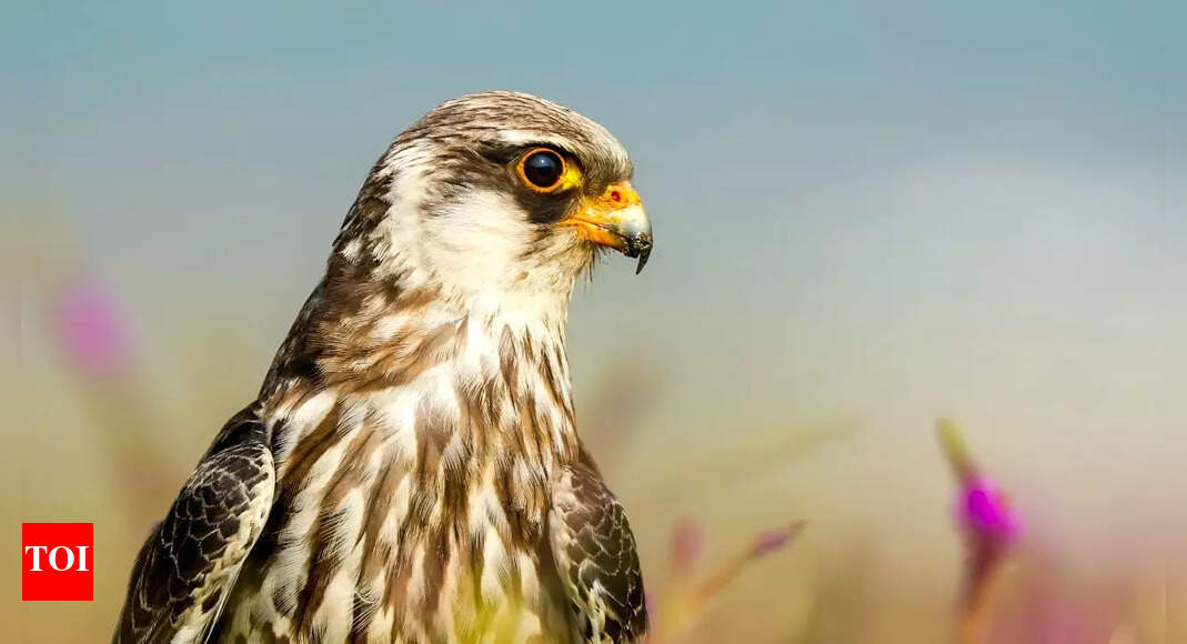 India’s falcon capital: How this state protects these rare birds ...
