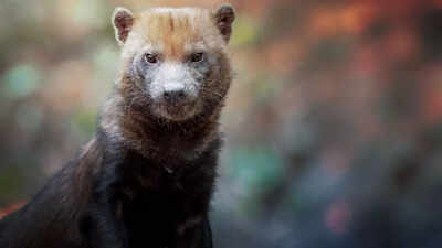 Meet Bush Dog, one of the most rare and elusive canines - Times of India