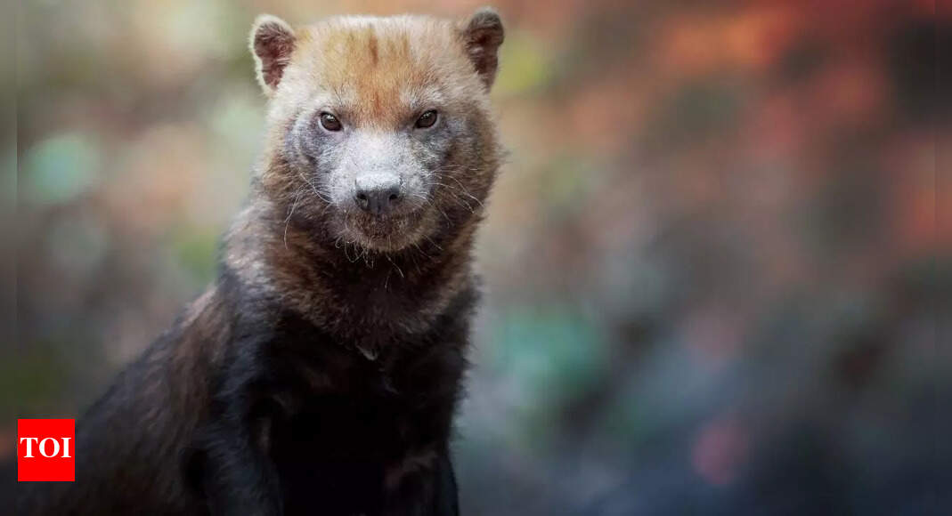 Meet Bush Dog, one of the most rare and elusive canines - Times of India