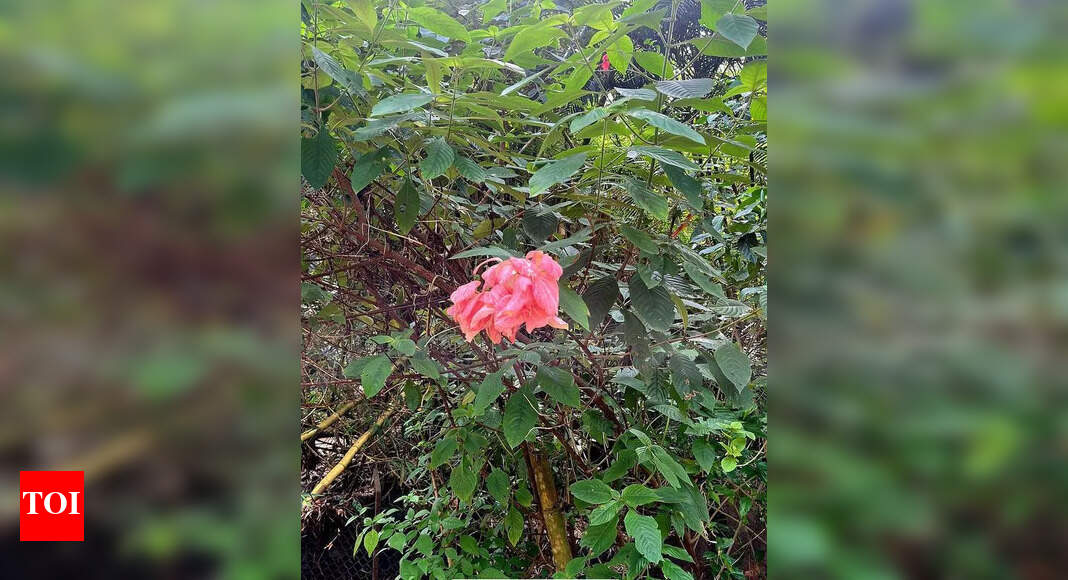 Pilikula Biological Park Unveils Stunning Butterfly Park with 1,000 ...