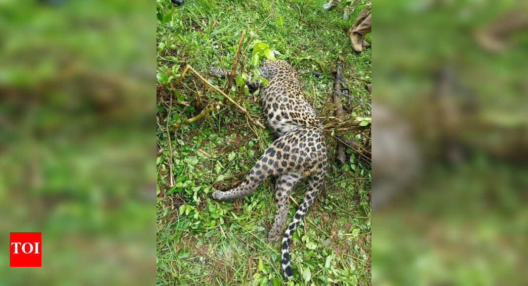 Two Arrested for Poaching and Eating Leopard Meat in Odisha ...