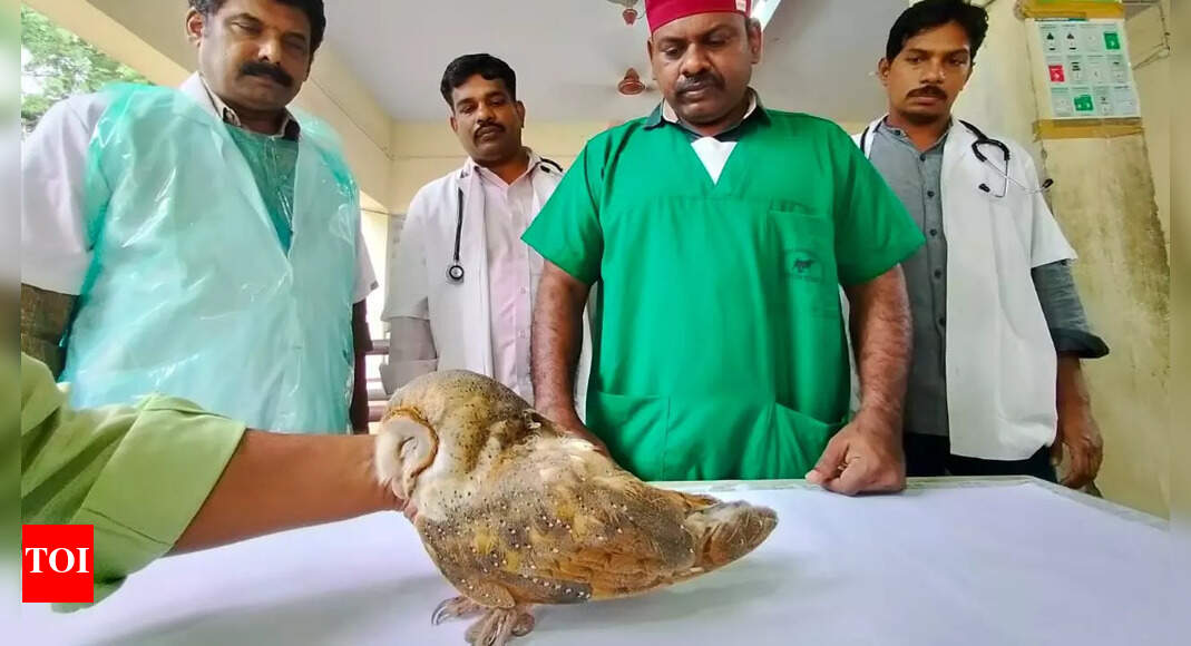 Barn owl with broken wing undergoes surgery in Madurai | Madurai News ...