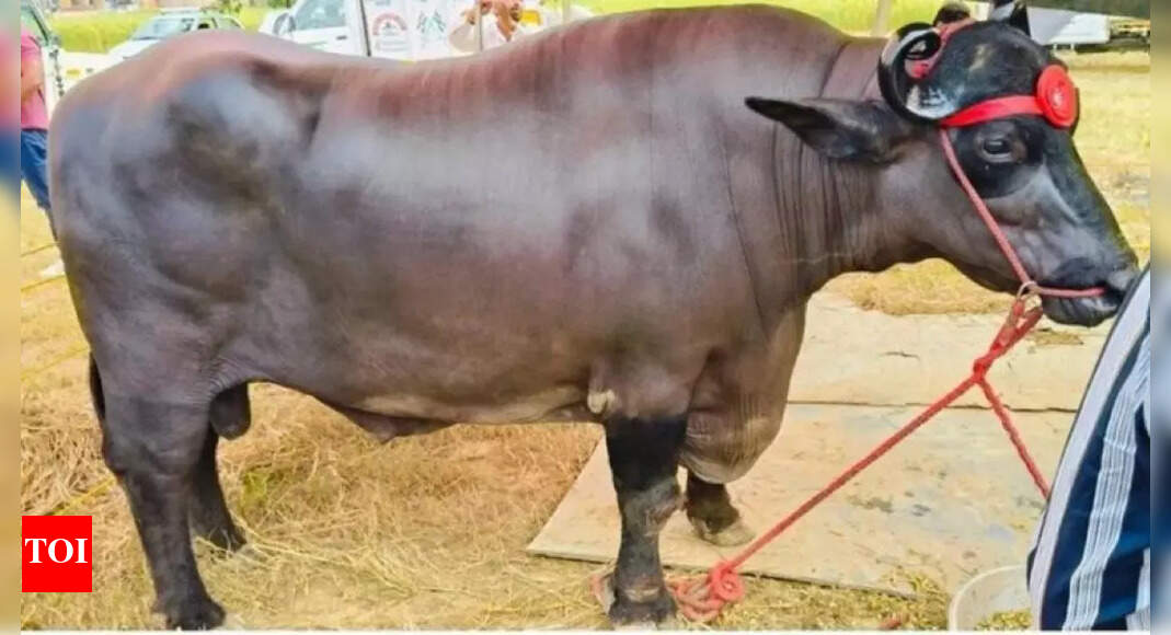 One look at Anmol and we know why it is the most expensive buffalo in ...