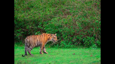 Farmer Killed by Tiger in Kheri: Gruesome Attack Shocks Community ...
