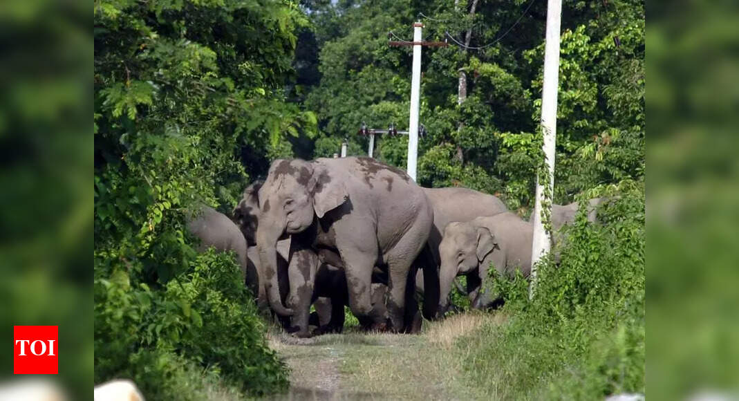 Tragic Elephant Attack in Jhargram: Local Man Killed | Kolkata News ...
