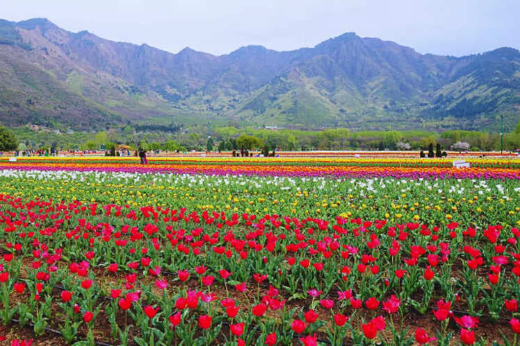 From Neelakurinji to tulips: Indian destinations known for their ...