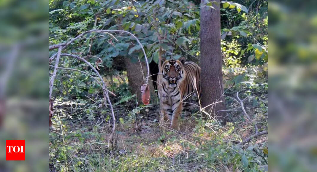 Tragic Decline: 8 Tigers and 57 Leopards Lost in Odisha Over the Last ...