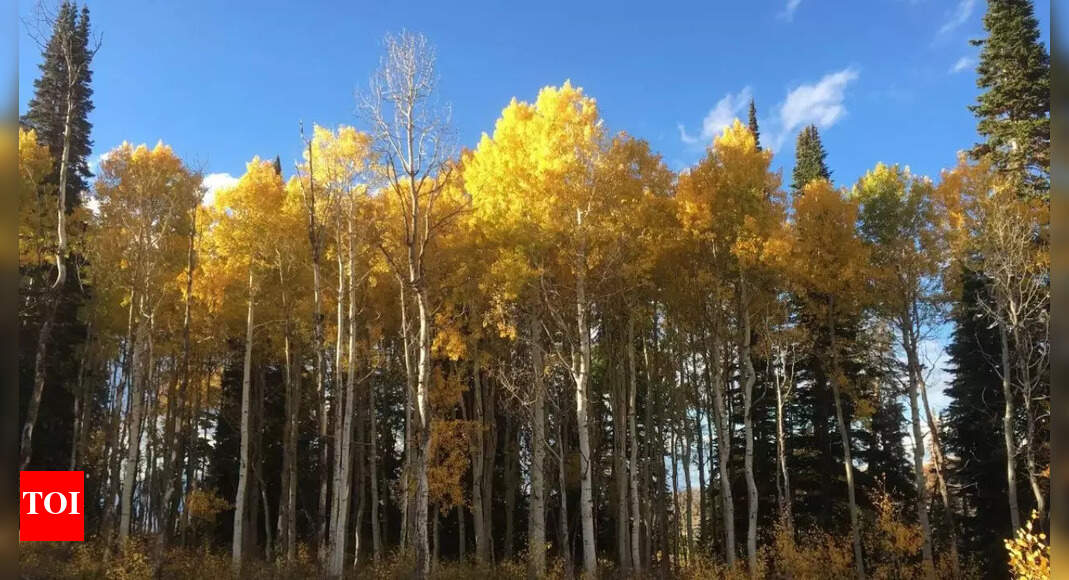 Exploring Pando: The world’s ‘Trembling Giant’ and heaviest living ...