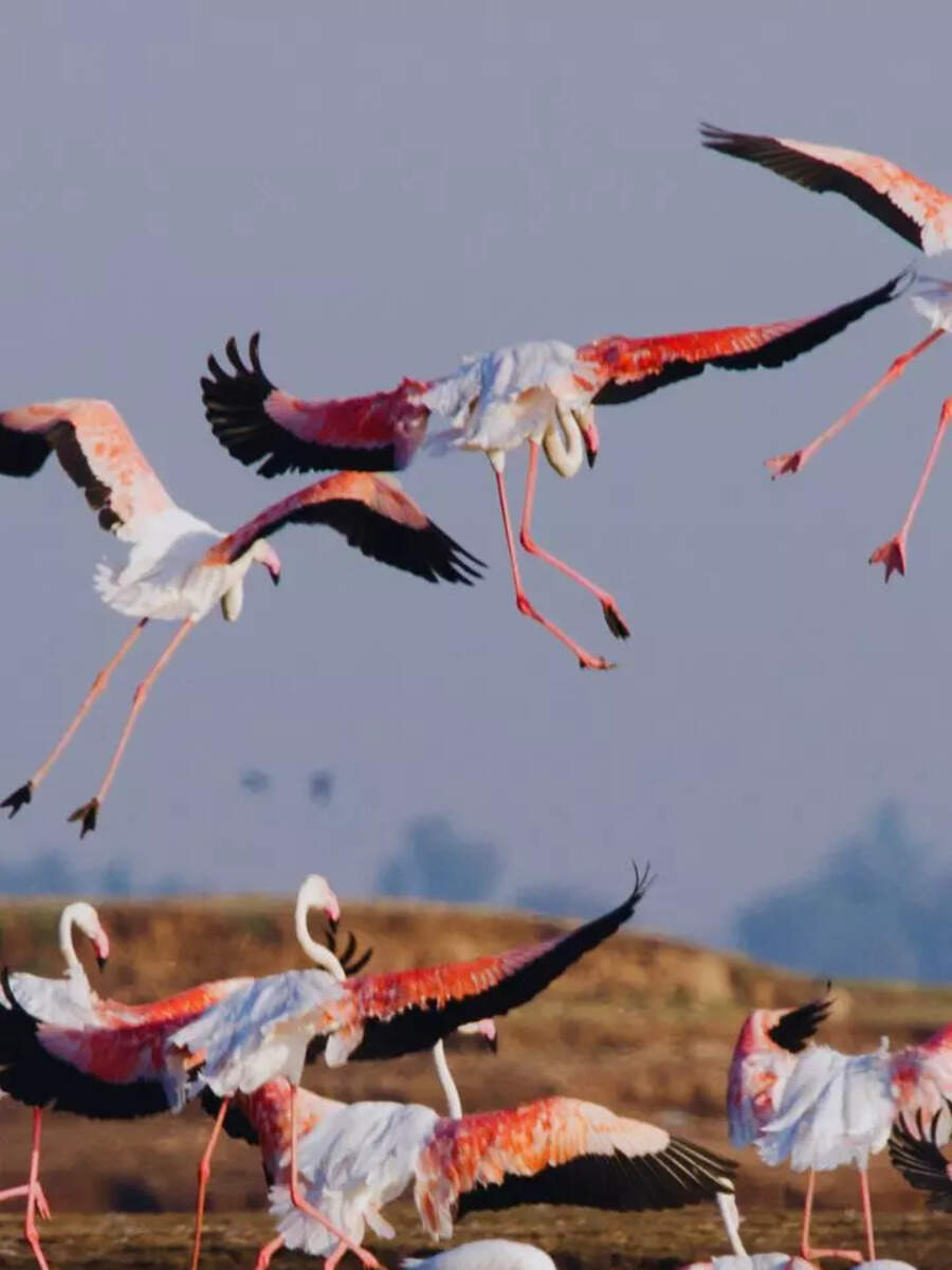 8 places to spot beautiful flamingos in India this winter | Times of India