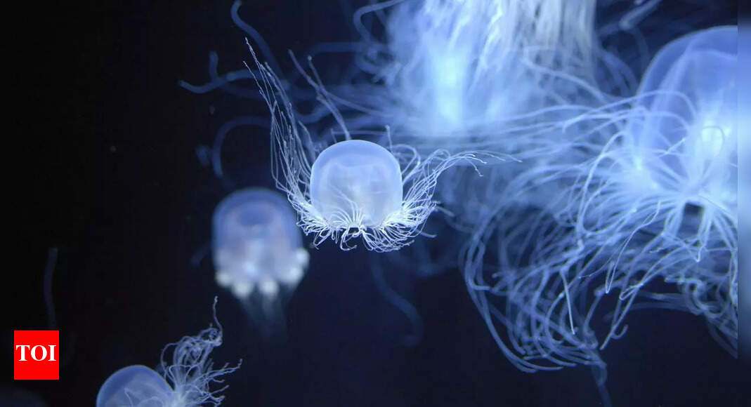 This unique animal is considered to be immortal, here's why - Times of ...