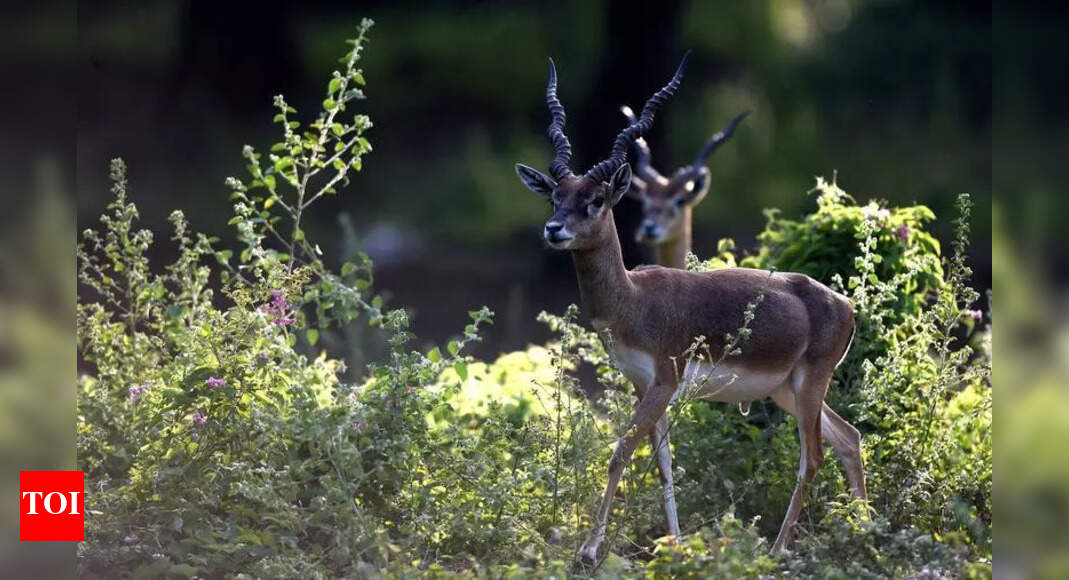 29 Deer Successfully Relocated from Ranchi Biological Park to Palamu ...