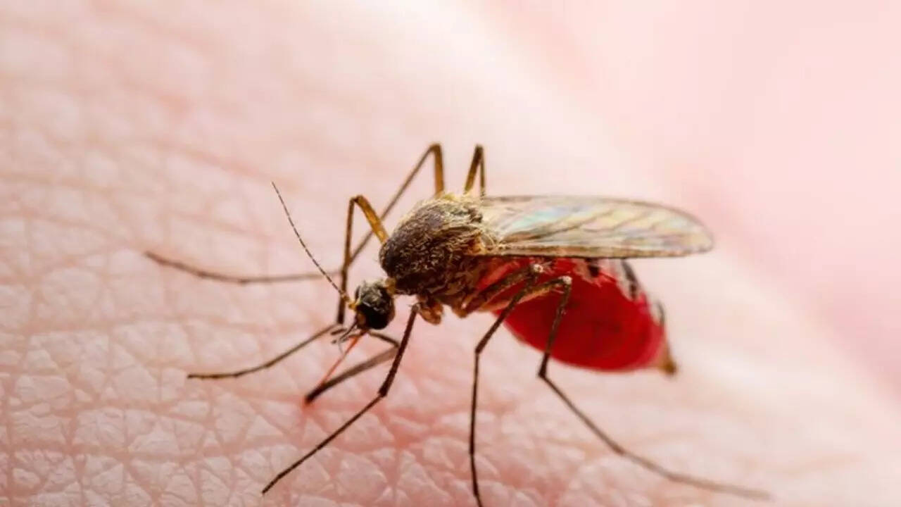 Anopheles Mosquito Bite Causes