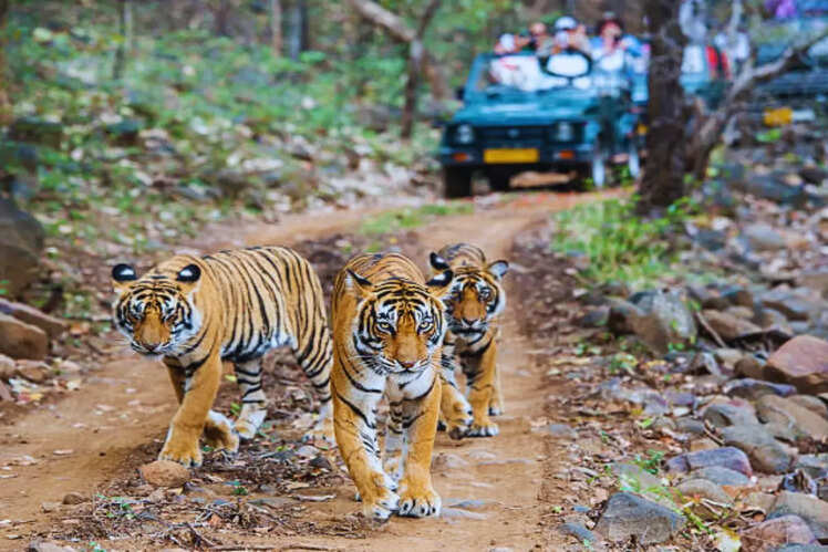 Most beautiful moments from Indian forests that inspire travel | Times ...