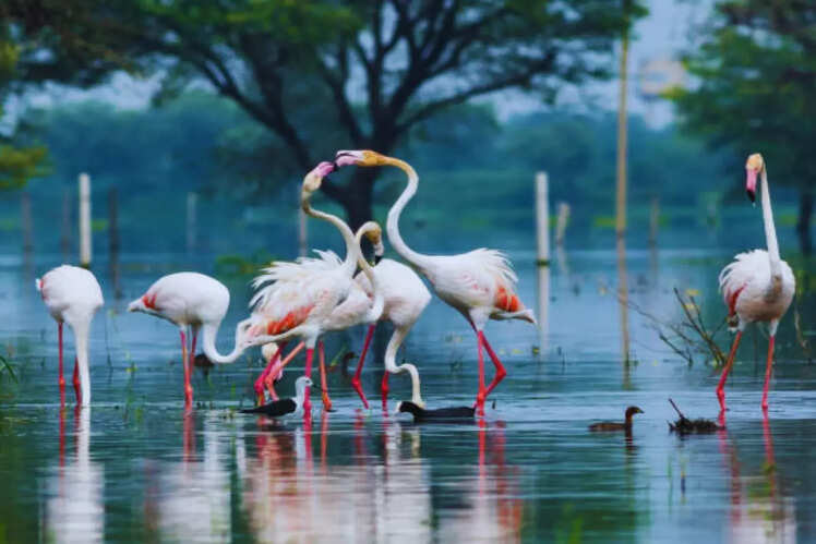 Most beautiful moments from Indian forests that inspire travel | Times ...