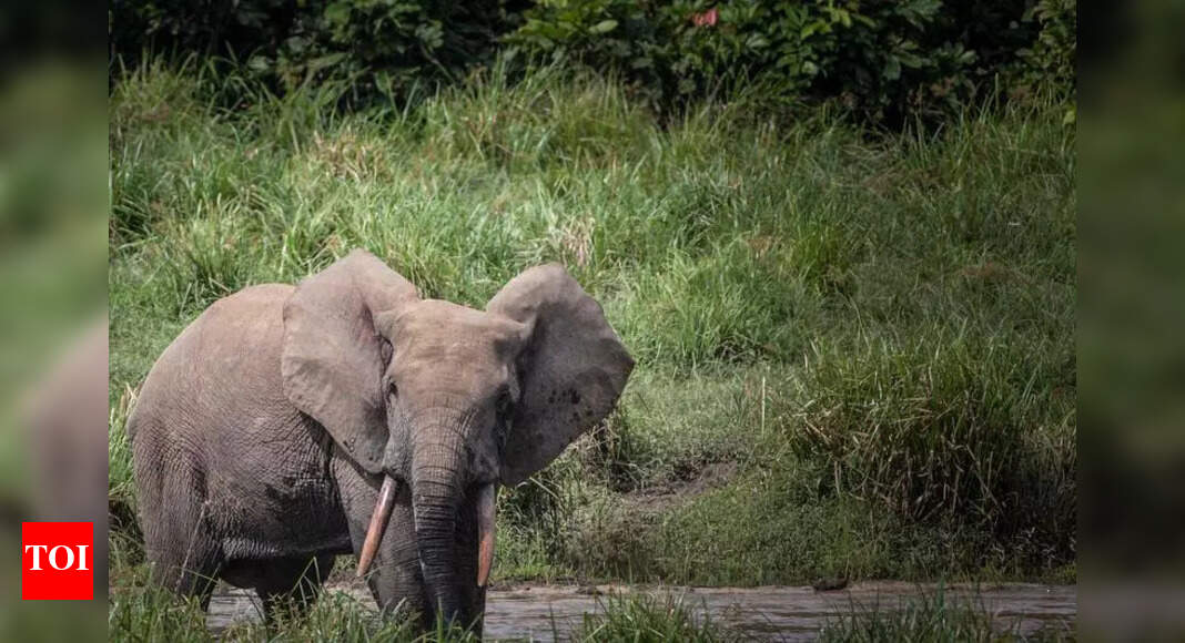 Tragic Wild Elephant Attack Claims Life of 60-Year-Old in Garhwa ...