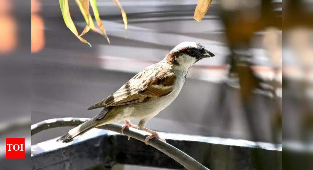 'Now sparrows seen only in pictures, videos': PM Modi | India News ...